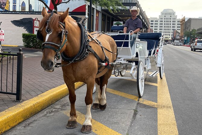 Private Carriage Tour of Galveston - Key Points