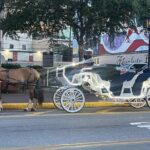 Private Carriage Tour of Galveston - Who Should Book This Tour?
