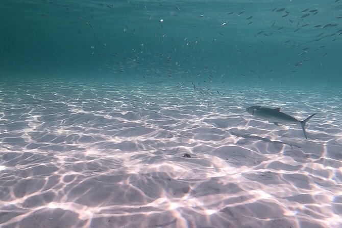 Private Catamaran: Snorkel, Swim and Dolphin Watching - Authentic Insights from Reviews