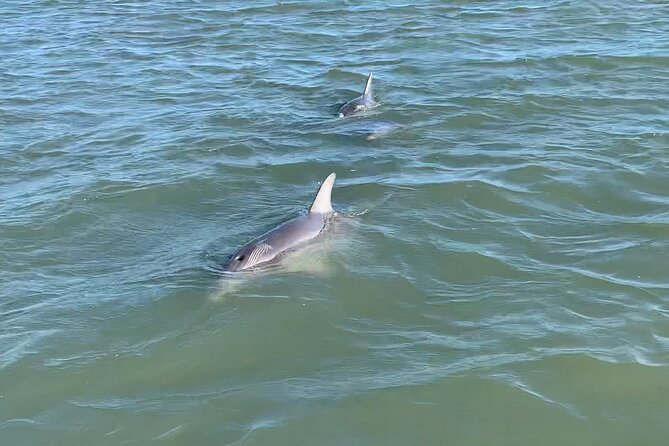 Private Charleston Dolphin and Eco Boat Tour - A Deep Dive Into the Experience