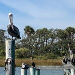 Private Charleston Dolphin and Eco Boat Tour - Final Thoughts: Who Should Book This Tour?