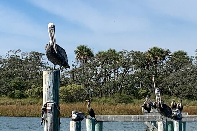 Private Charleston Dolphin and Eco Boat Tour - Final Thoughts: Who Should Book This Tour?
