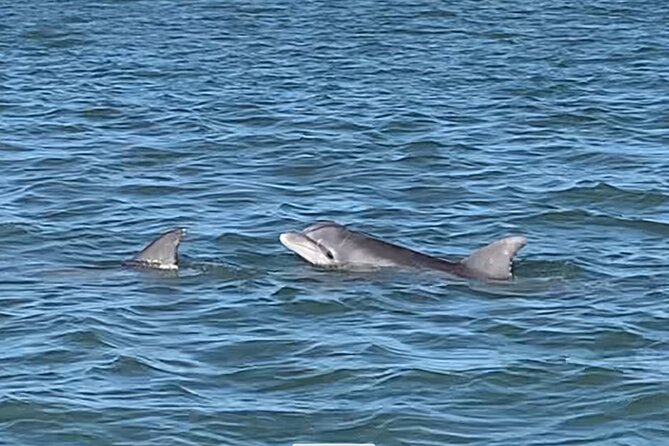 Private Charleston Dolphin and Eco Boat Tour - FAQs