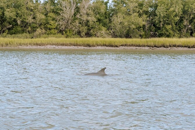 Private Charleston Dolphin Tour - Introduction