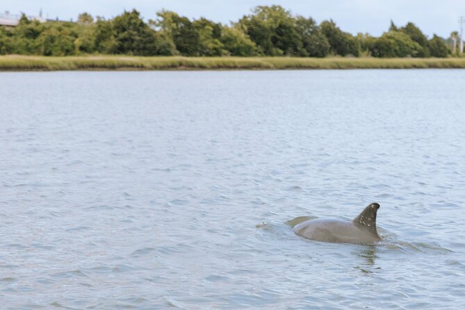 Private Charleston Dolphin Tour - Key Points