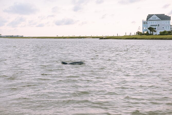 Private Charleston Dolphin Tour - The Experience: What to Expect from Start to Finish