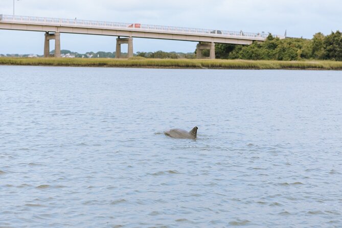 Private Charleston Dolphin Tour - FAQs
