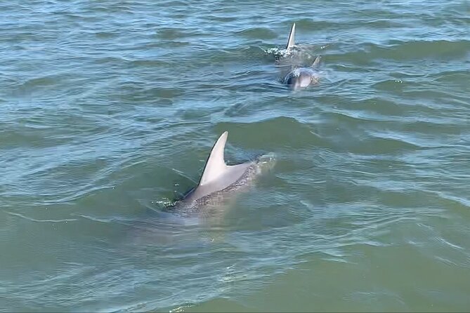 Private Charleston Sunset & Dolphin Cruise - Key Points