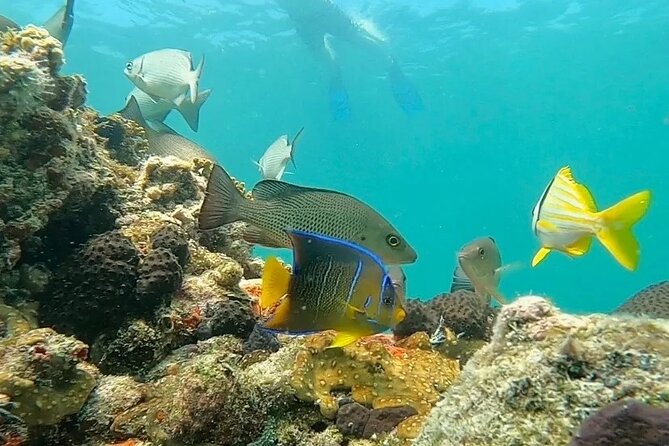 Private Charter 6 Passenger Sandbar, Snorkel, Dolphins - Key Points