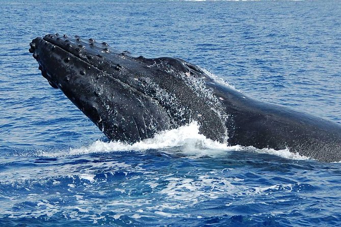 Private Charter: Customizable Big Island Boat Adventure - Who Will Love This Tour?