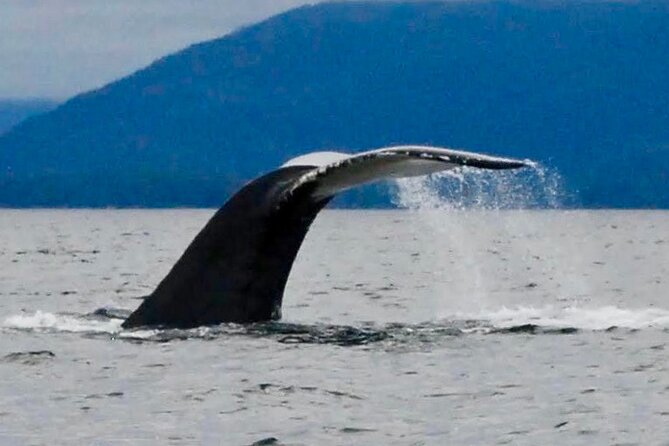 Private Charter Scenic Wildlife Excursion for Cruise Passengers - Discover the Hidden Charms of Sitka with a Private Wildlife and Scenic Boat Tour
