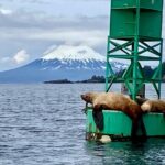 Private Charter Scenic Wildlife Excursion for Cruise Passengers - A Deep Dive into the Sitka Private Boat Tour Experience