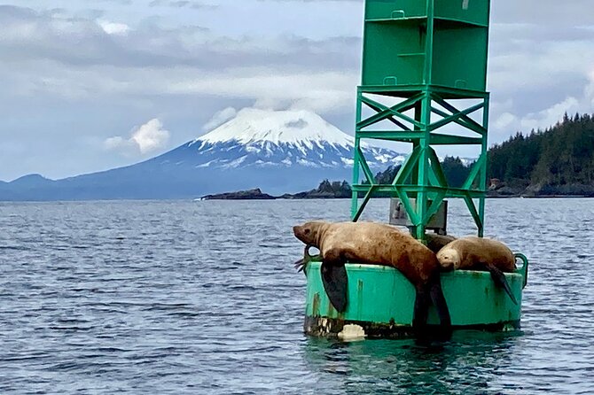 Private Charter Scenic Wildlife Excursion for Cruise Passengers - A Deep Dive into the Sitka Private Boat Tour Experience