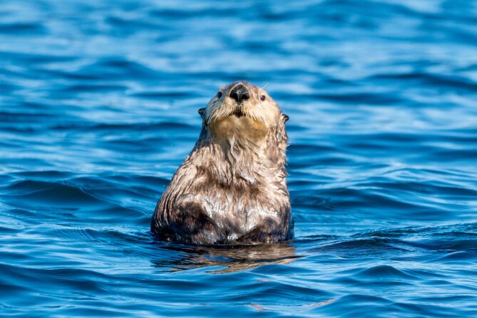 Private Charter Scenic Wildlife Excursion for Cruise Passengers - Final Thoughts: Is It Worth It?
