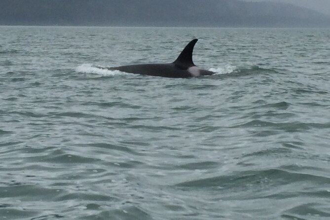 Private Charter Scenic Wildlife Excursion for Cruise Passengers - FAQ