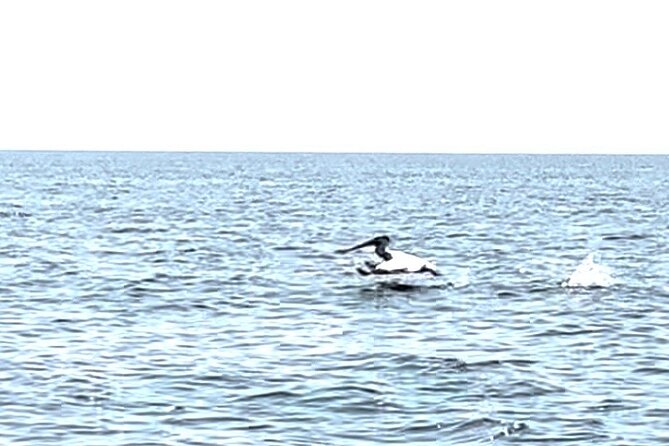 Private Charters on Saginaw Bay for Fishing or Birdwatching - The Value of the Experience
