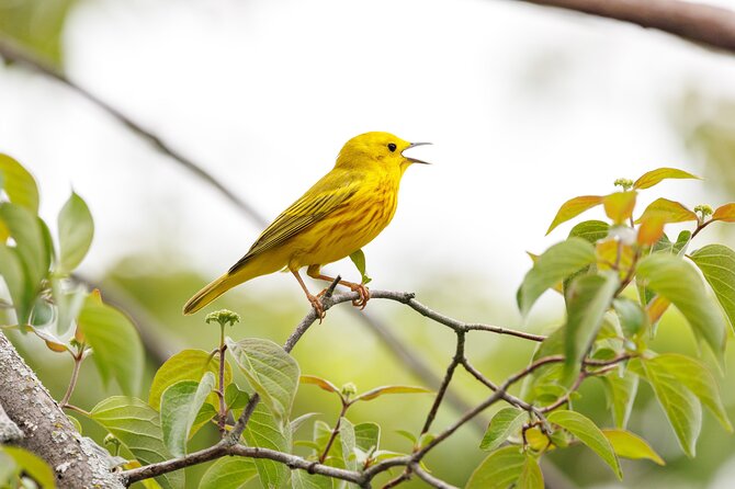 Private Charters on Saginaw Bay for Fishing or Birdwatching - Detailed Breakdown of the Experience