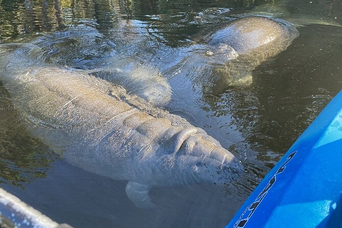 Private Chassahowitzka River Exploration kayak tour - What Makes This Tour Stand Out?