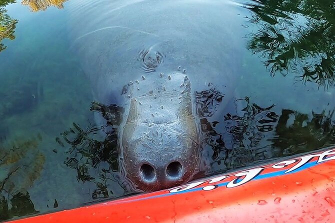 Private Chassahowitzka River Exploration kayak tour - Who Will Love This Experience?