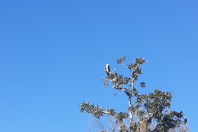Private Chassahowitzka River Exploration kayak tour - Authentic Insights from Reviewers