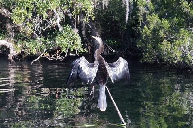 Private Chassahowitzka River Exploration kayak tour - FAQ