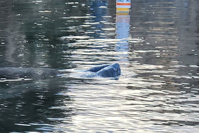 Private Crystal River Wildlife Boat Tour - Key Points  