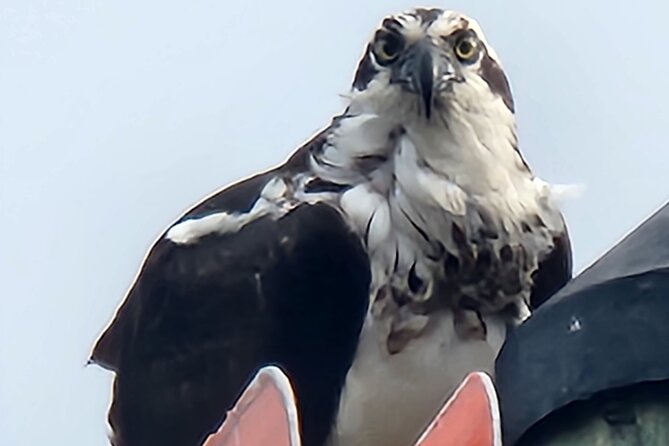 Private Crystal River Wildlife Boat Tour - Overview of the Experience