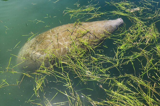 Private Crystal River Wildlife Boat Tour - What Makes This Tour Stand Out?