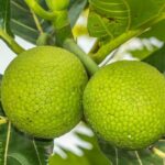 Private Custom Walking Tour with a Local Guide in Oahu - Exploring the Itinerary: What You Can Expect
