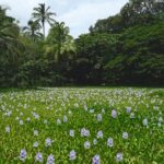 Private Customized Big Island Adventure Tour (4-6 Hours) - Highlighted Stops and Activities