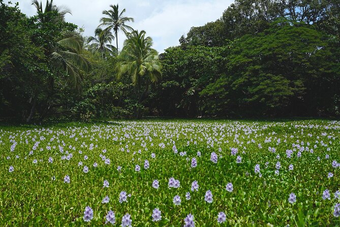Private Customized Big Island Adventure Tour (4-6 Hours) - Highlighted Stops and Activities