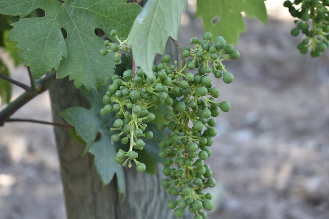 Private, Customized Napa Valley Wine Tasting Tour 6To14 passenger - Why Choose a Private Napa Valley Wine Tour?