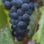 Private, Customized Napa Valley Wine Tasting Tour 6To14 passenger - What’s Included and What’s Not