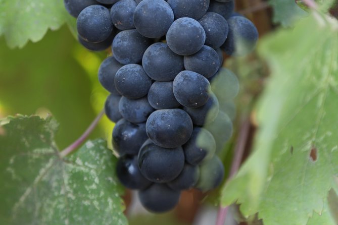Private, Customized Napa Valley Wine Tasting Tour 6To14 passenger - What’s Included and What’s Not
