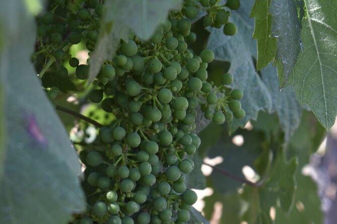 Private, Customized Napa Valley Wine Tasting Tour 6To14 passenger - The Vehicle and Group Comfort