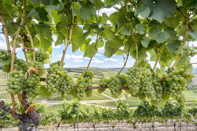 Private, Customized Sonoma Valley Wine Tour - Introducing the Private, Customized Sonoma Valley Wine Tour