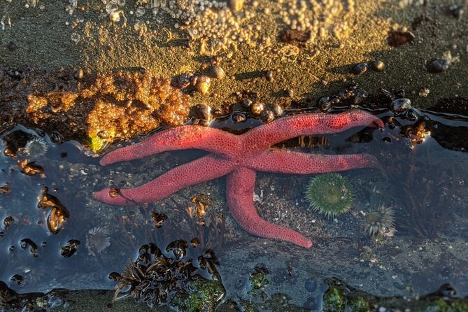 Private Day Hike- Rialto Beach Tide Pooling - FAQ
