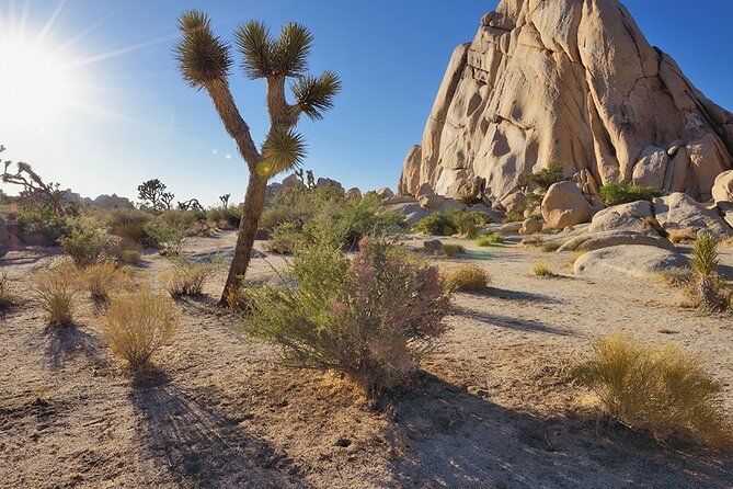Private Day Tour to Joshua Tree National Park from San Diego - The Itinerary Breakdown