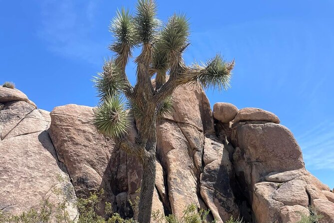 Private Day Tour to Joshua Tree National Park from San Diego - Authentic Experiences & Insider Tips