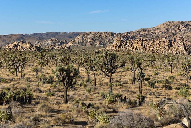 Private Day Tour to Joshua Tree National Park from San Diego - The Value & Pricing