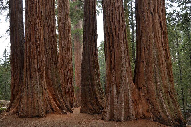 Private Day Tour to Sequoia and Kings Canyon Parks From LA - Introduction
