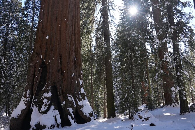 Private Day Tour to Sequoia and Kings Canyon Parks From LA - Final Thoughts