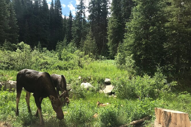 Private Denver International Airport Transfer to Vail or Beaver Creek - The Journey: What to Expect