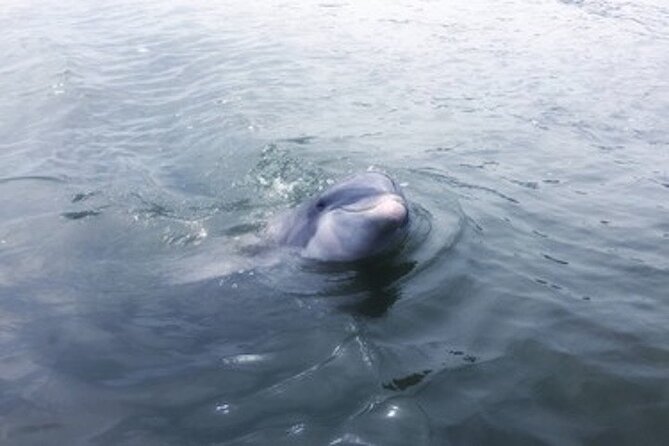 Private Disappearing Island Dolphin Tour - Itinerary Breakdown