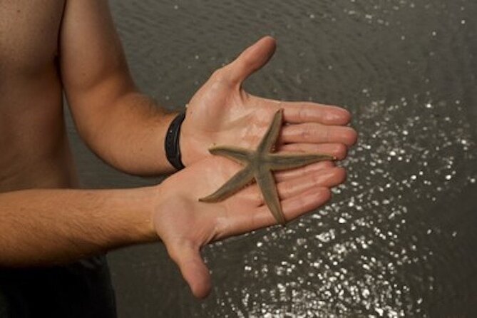 Private Disappearing Island Dolphin Tour - What’s Included and What You Should Know