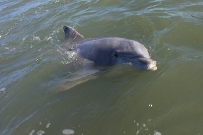 Private Disappearing Island Dolphin Tour - Who Is This Tour Best For?