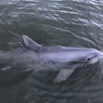 Private Dolphin and Nature Tour of Hilton Head - The Sum Up
