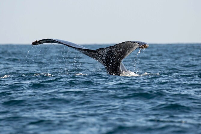 Private Dolphin and Whale Watching Tour in Newport Beach - Practical Tips for Your Trip