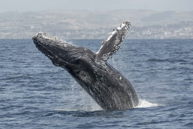 Private Dolphin and Whale Watching Tour in Newport Beach - Who Will Love This Tour?