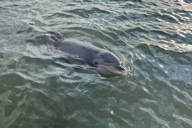 Private Dolphin Boat Tour in Hilton Head Island - Detailed Breakdown of the Itinerary